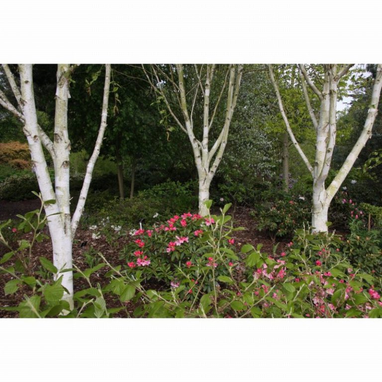 BETULA JACQUEMONTII 12 Litre pot | Monkton Elm Garden Centre | Taunton