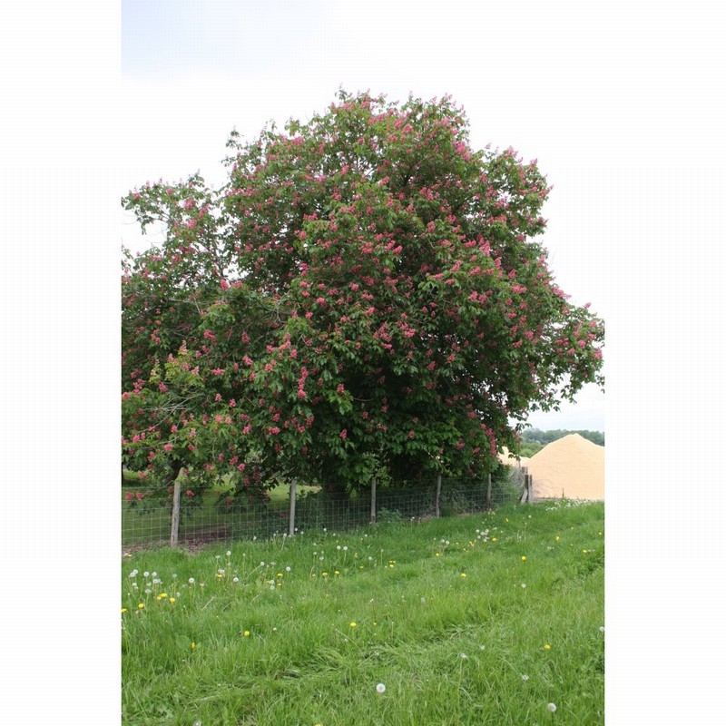 Ornamental Trees - Monkton Elm Garden Centre