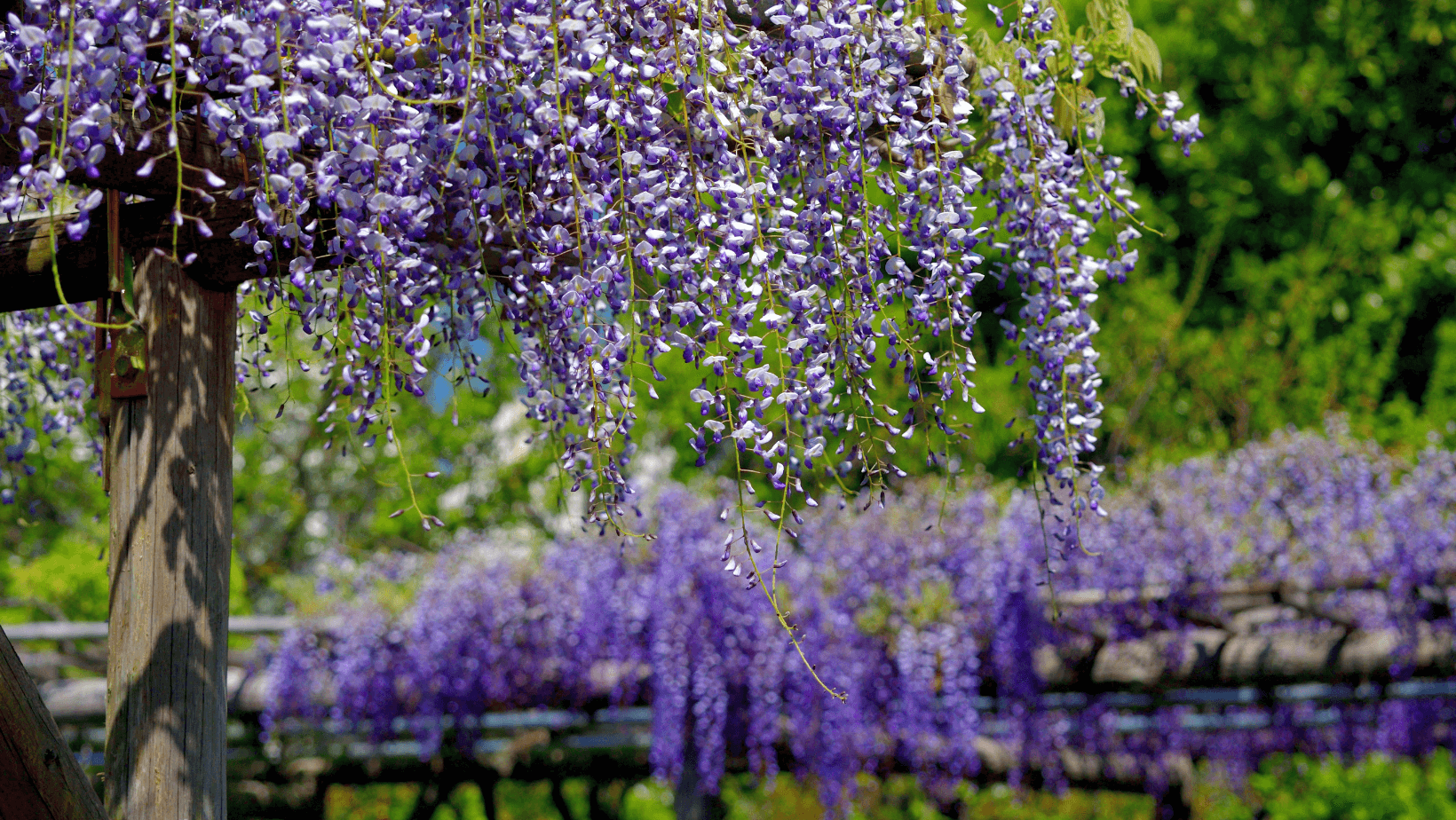 Monthly Blog | The April Garden | Monkton Elm Garden Centre