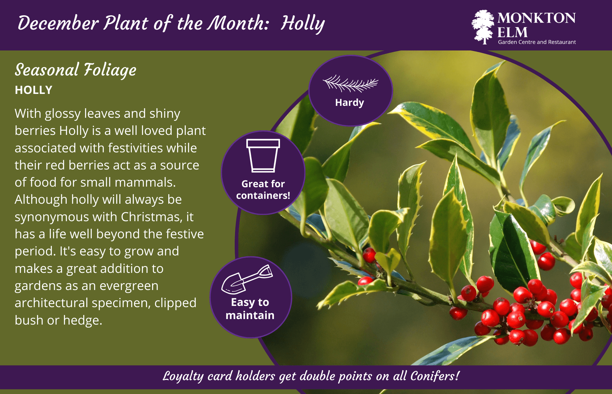 December Plant Of The Month- Holly | Monkton Elm Garden Centre