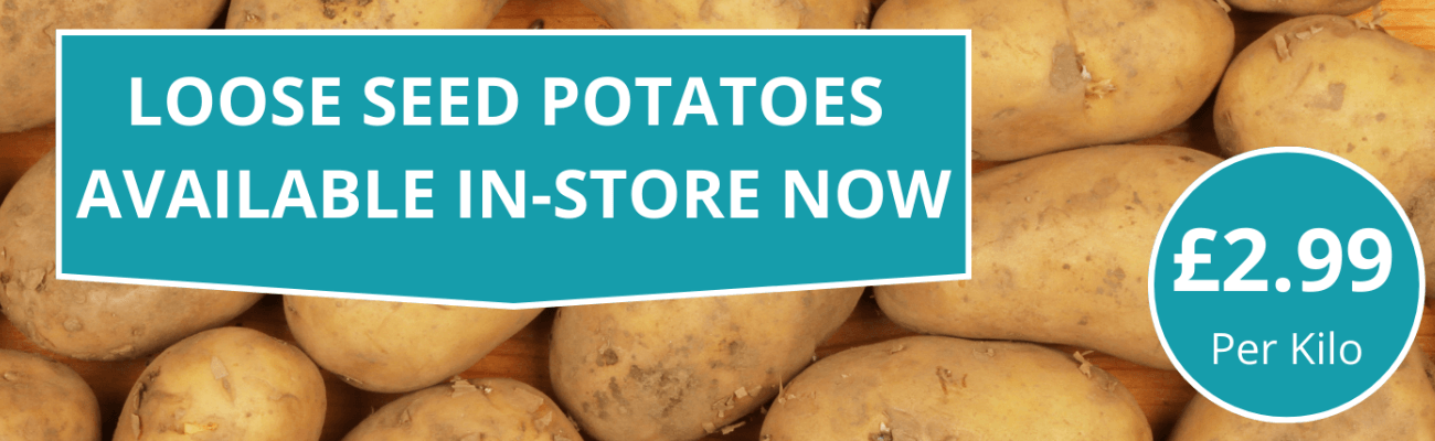 Growing Seed Potatoes