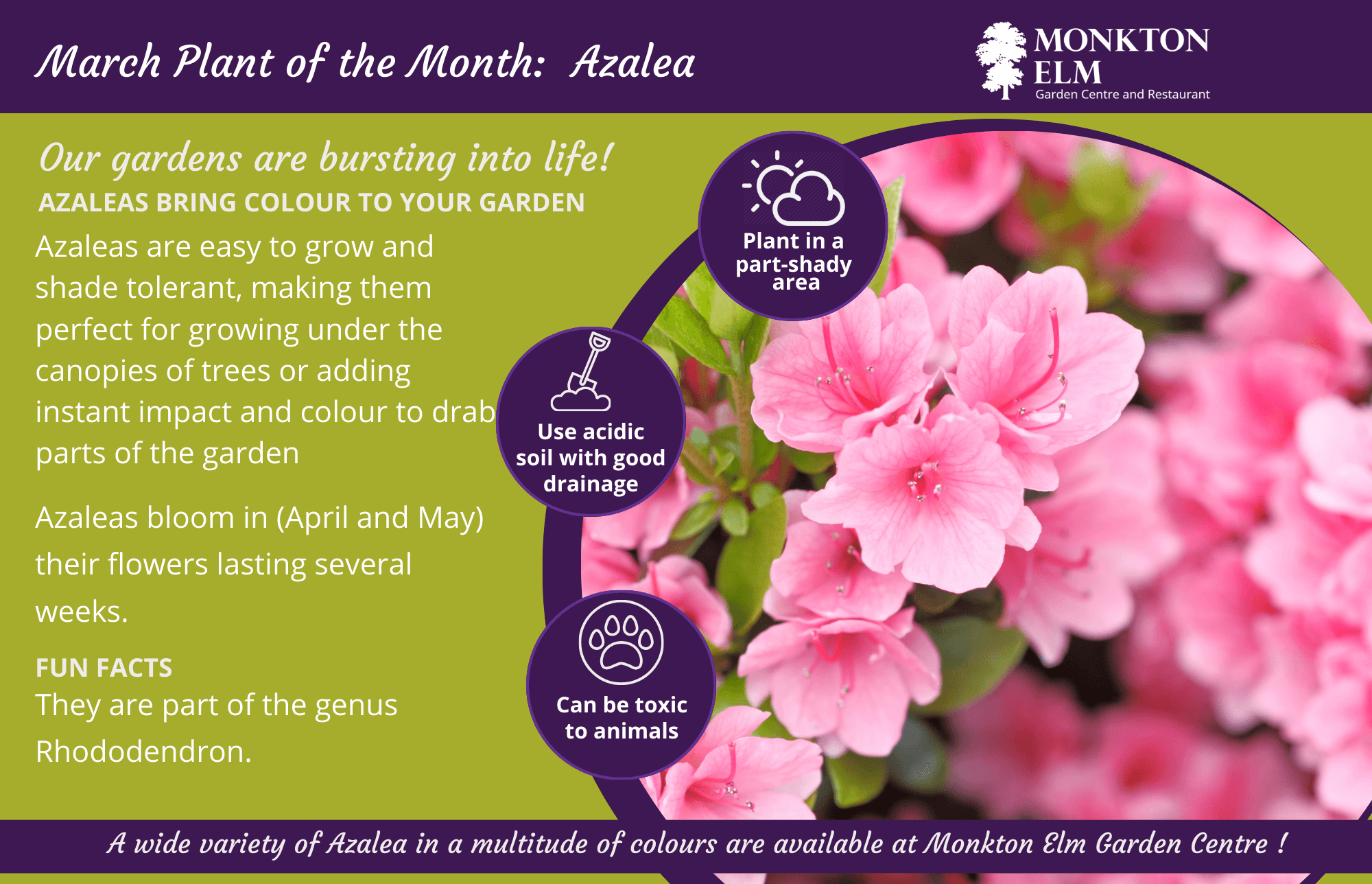 Plant Of The Month - March - Azalea