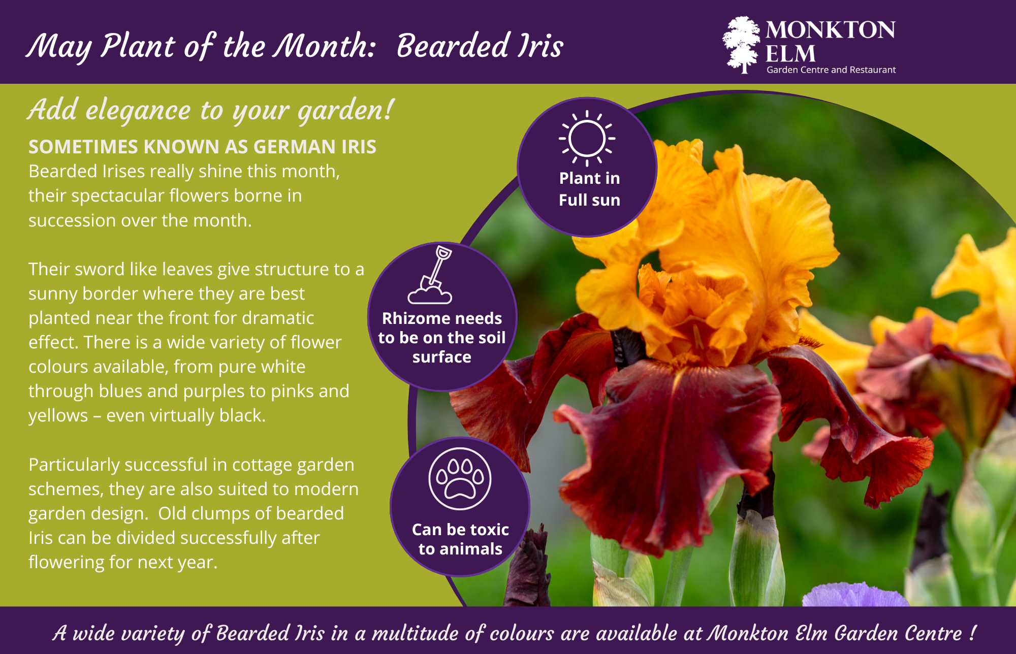 Bearded Iris Plants