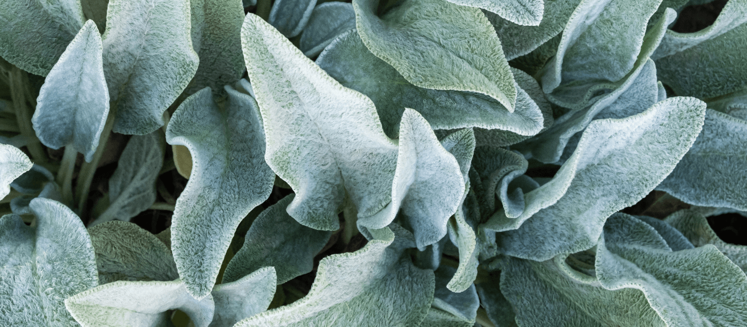 The November Garden | Monkton Elm Garden Centre