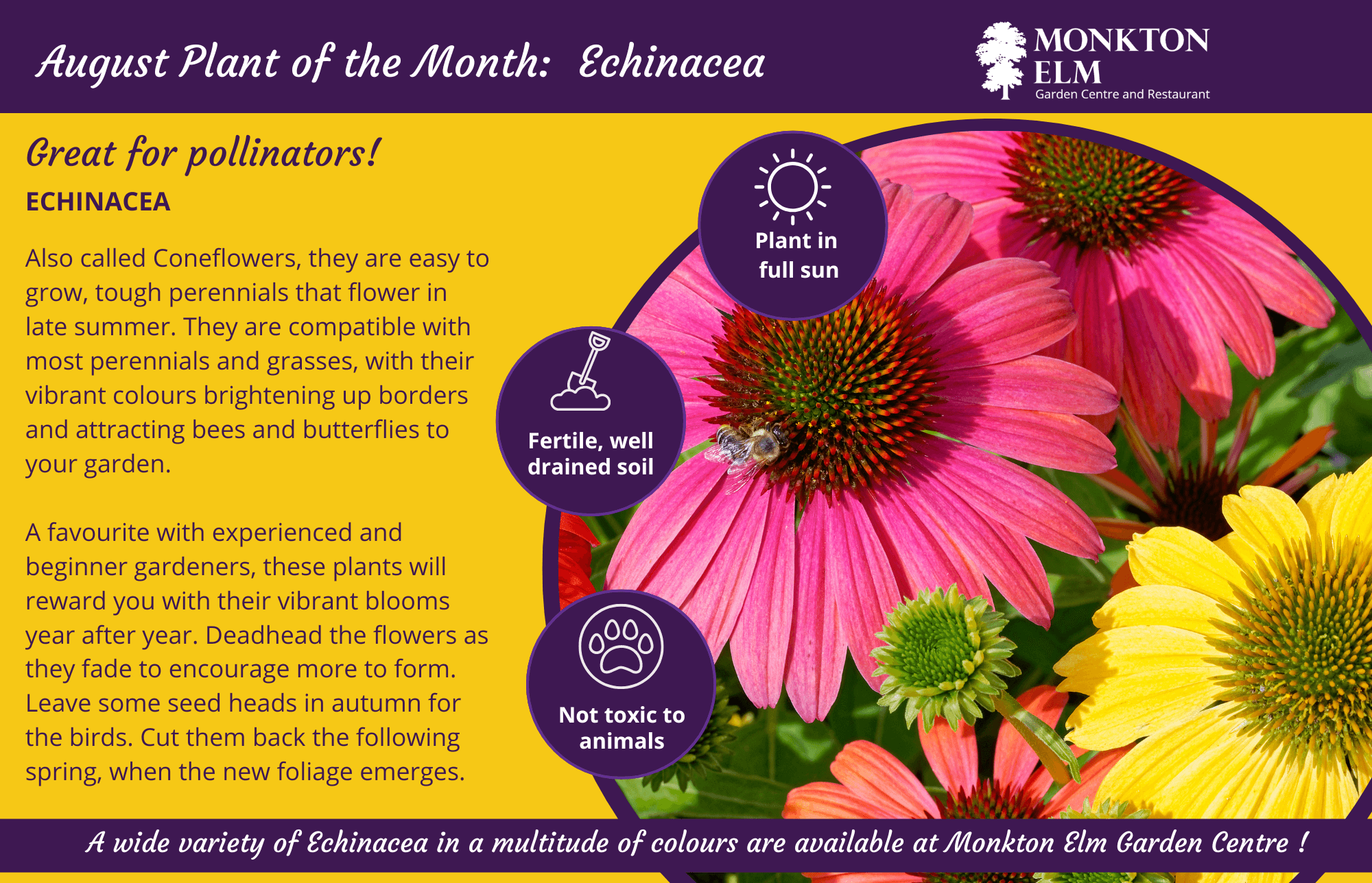 August Plant Of The Month | Monkton Elm Garden Centre